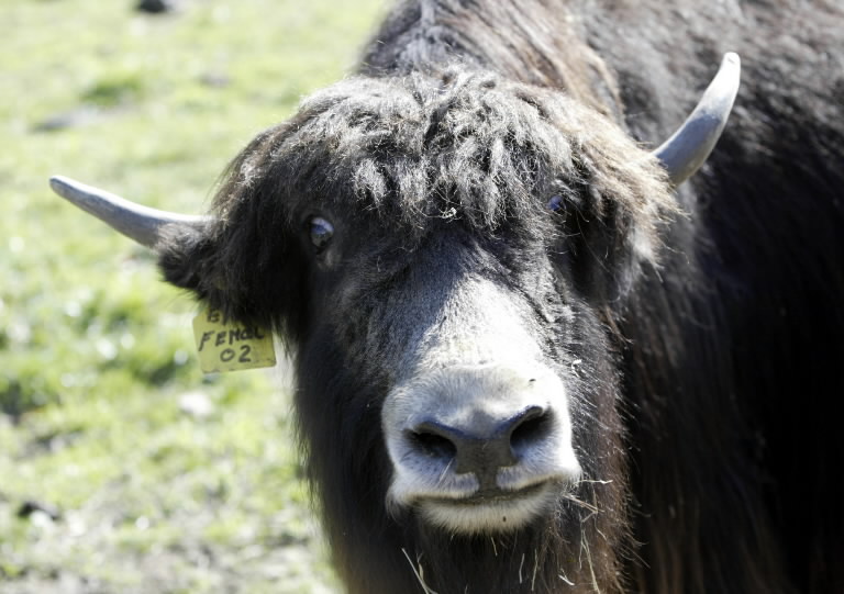 SYMPATHY FOR THE YAK, PART 1 – The Bernard Olcott Story